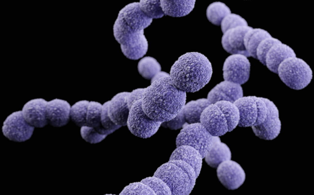 Know your dog’s gut bacteria: Proteobacteria – Happy One Dog