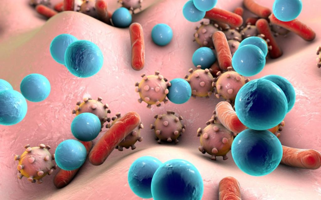 Learn about the bacteria that live in your dog’s body! – Happy One Dog